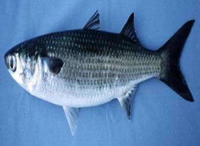 Has Kefal resmi - Hayvanlar