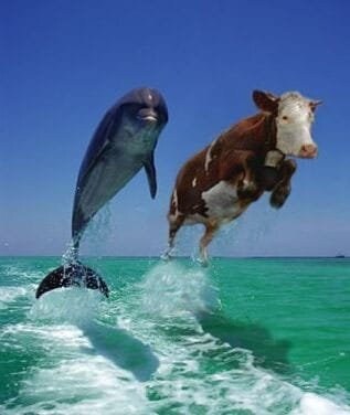 İnek resimleri - Hayvanlar