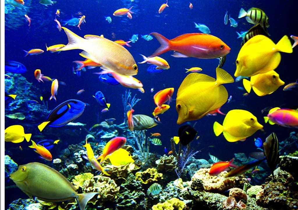 Renkli Balık resimleri - Hayvanlar
