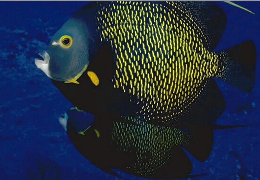 Balık resimleri - Hayvanlar